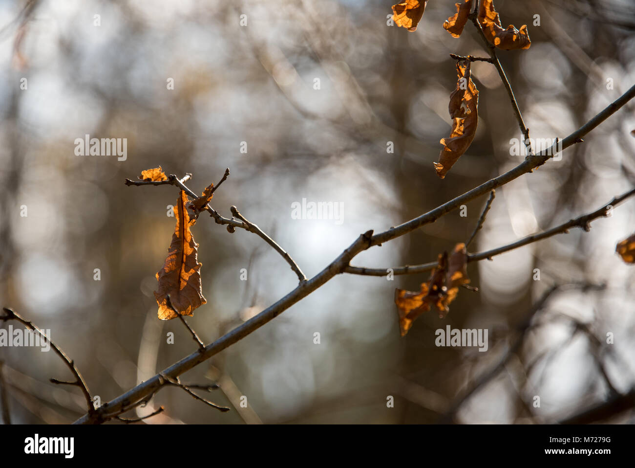 Dried Beech tree leaves in sunlight - UK Stock Photo - Alamy