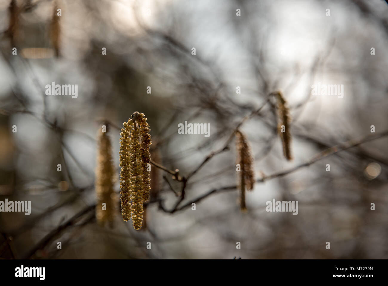 Birch tree seeds in natural woodland background - UK Stock Photo - Alamy