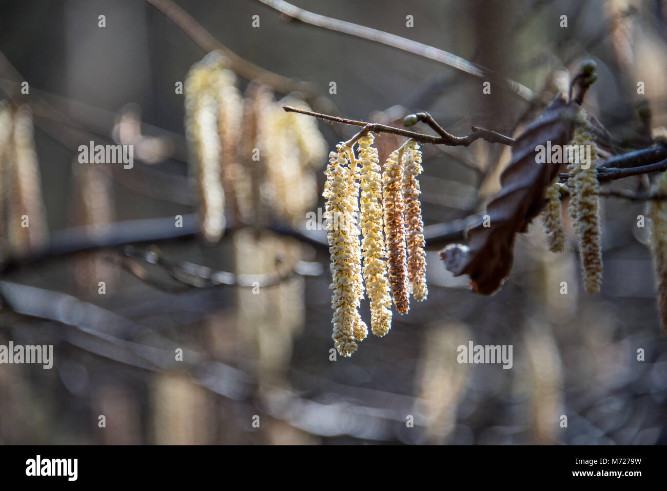 Birch tree seeds in natural woodland background - UK Stock Photo - Alamy