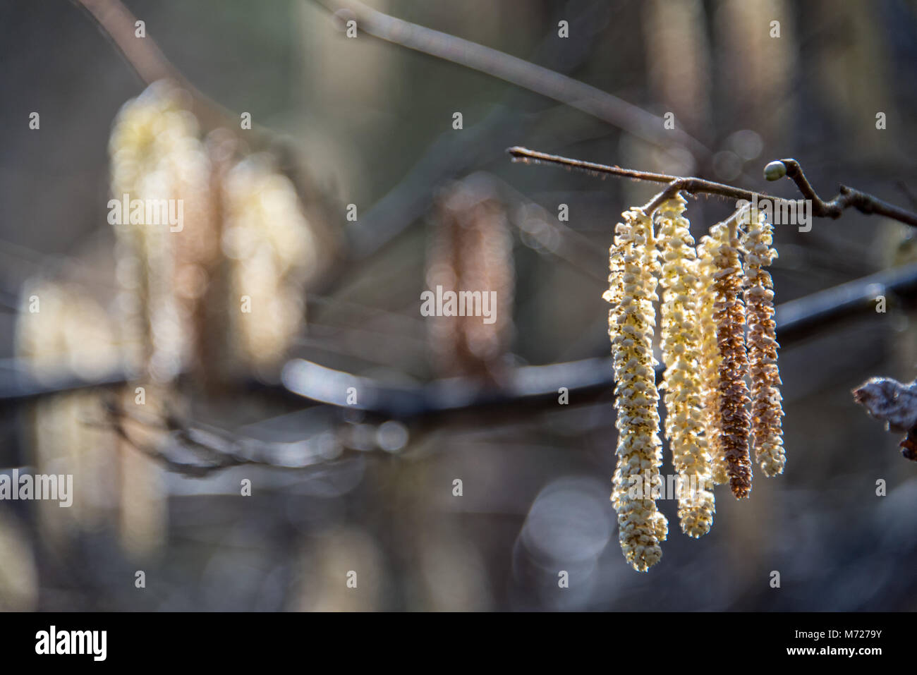 Birch tree seeds in natural woodland background - UK Stock Photo - Alamy