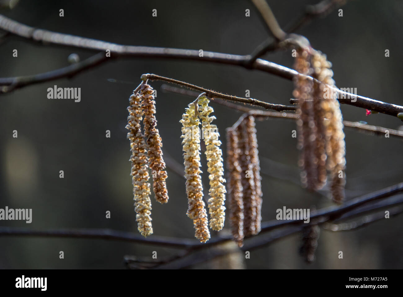 Birch tree seeds in natural woodland background - UK Stock Photo - Alamy
