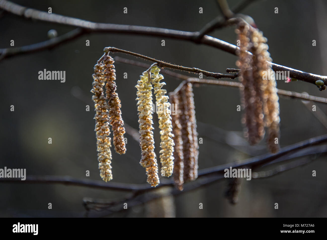 Birch tree seeds in natural woodland background - UK Stock Photo - Alamy