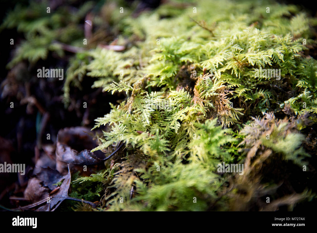 Moss on woodland floor - UK Stock Photo - Alamy