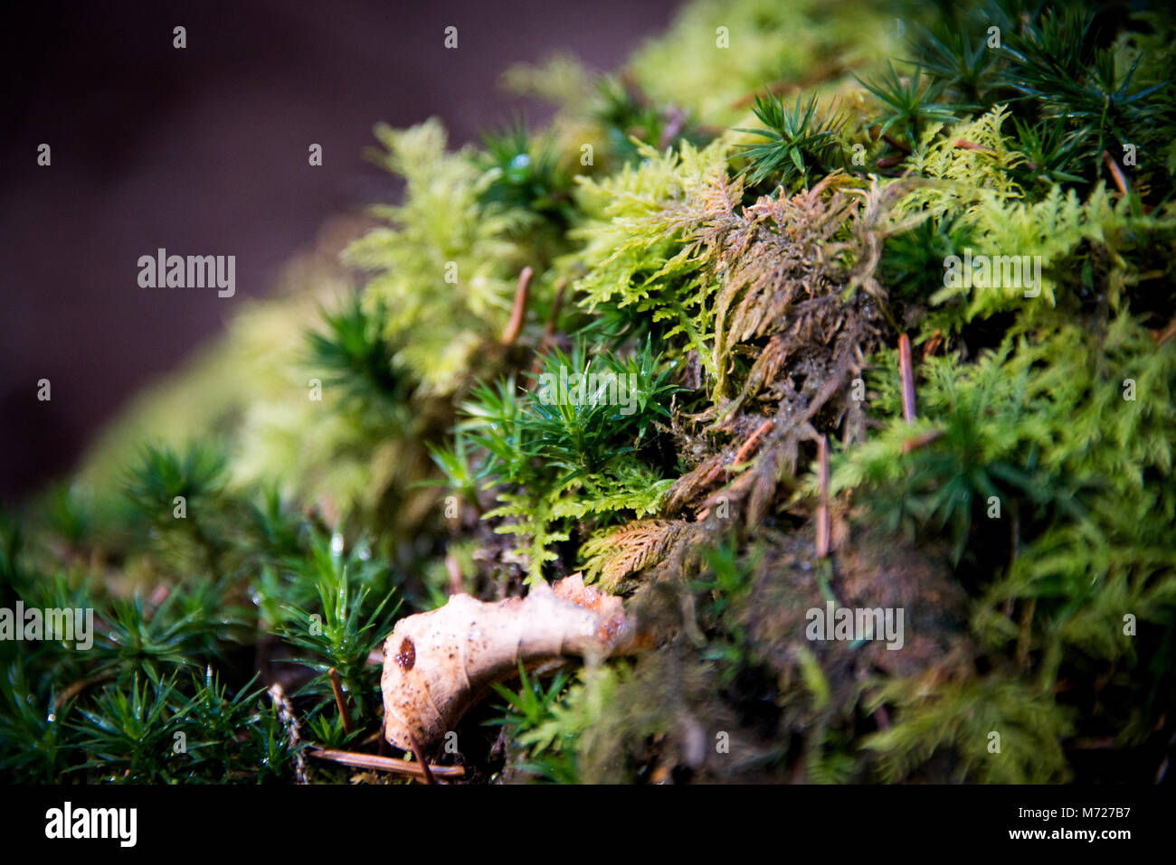 Moss on fallen log - UK Stock Photo - Alamy