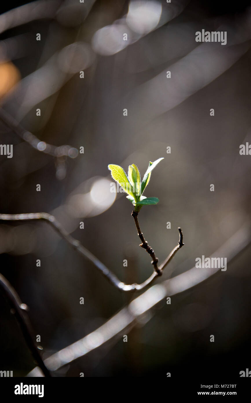 New growth in woodland - Spring -UK Stock Photo - Alamy