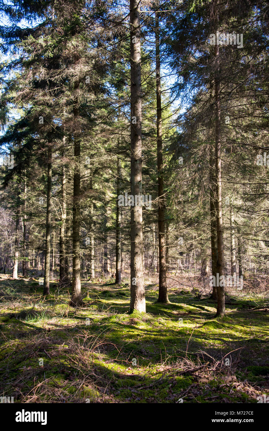 Sunlight through trees in a natural woodland environment - UK Stock ...
