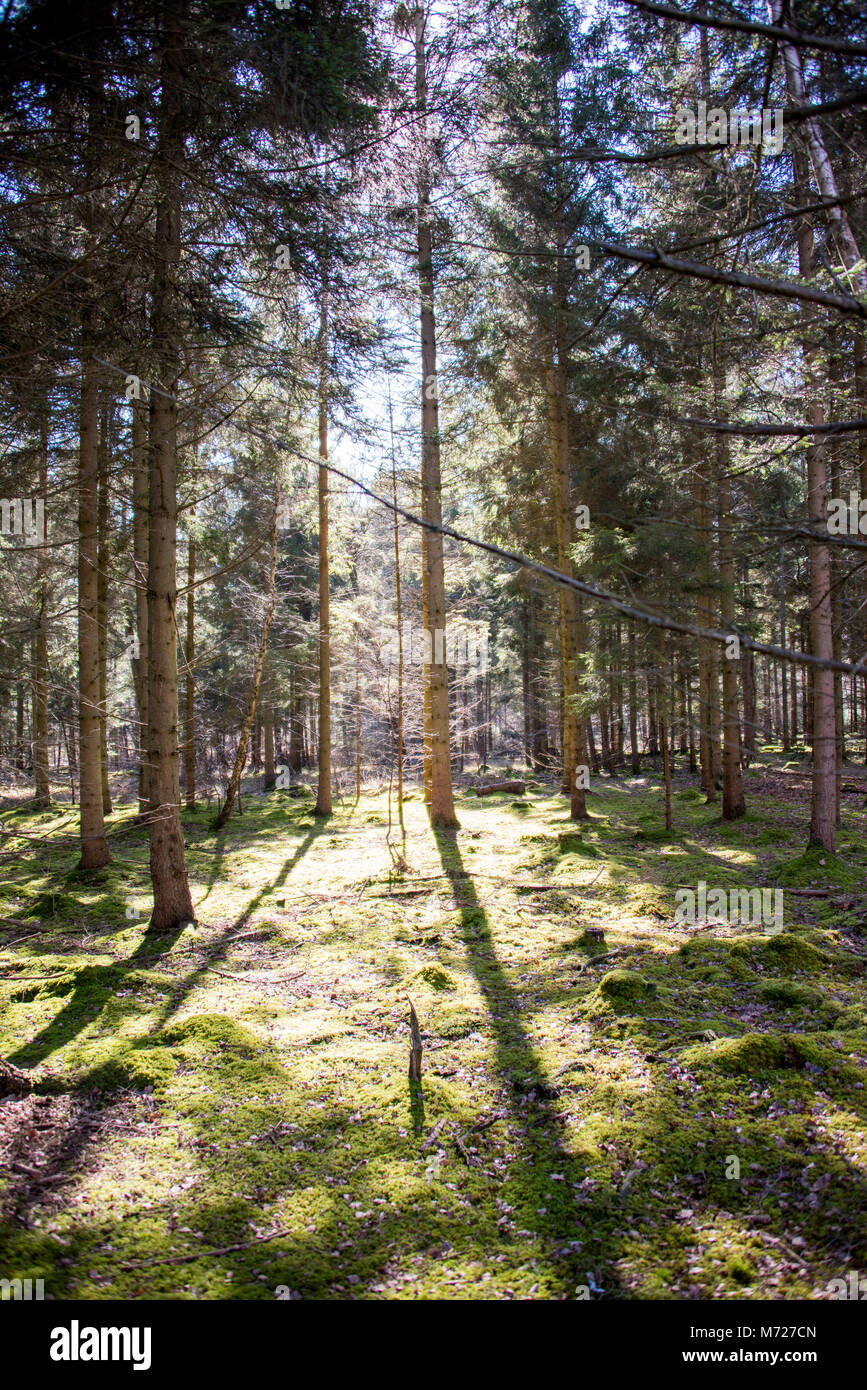 Sunlight through trees in a natural woodland environment - UK Stock ...