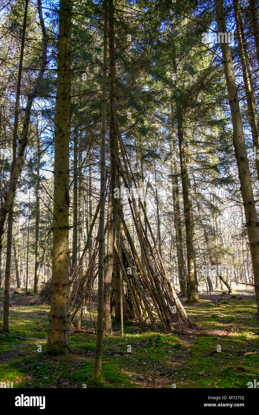 Natural Woodland Environment. Bernwood Forest. UK Stock Photo - Alamy