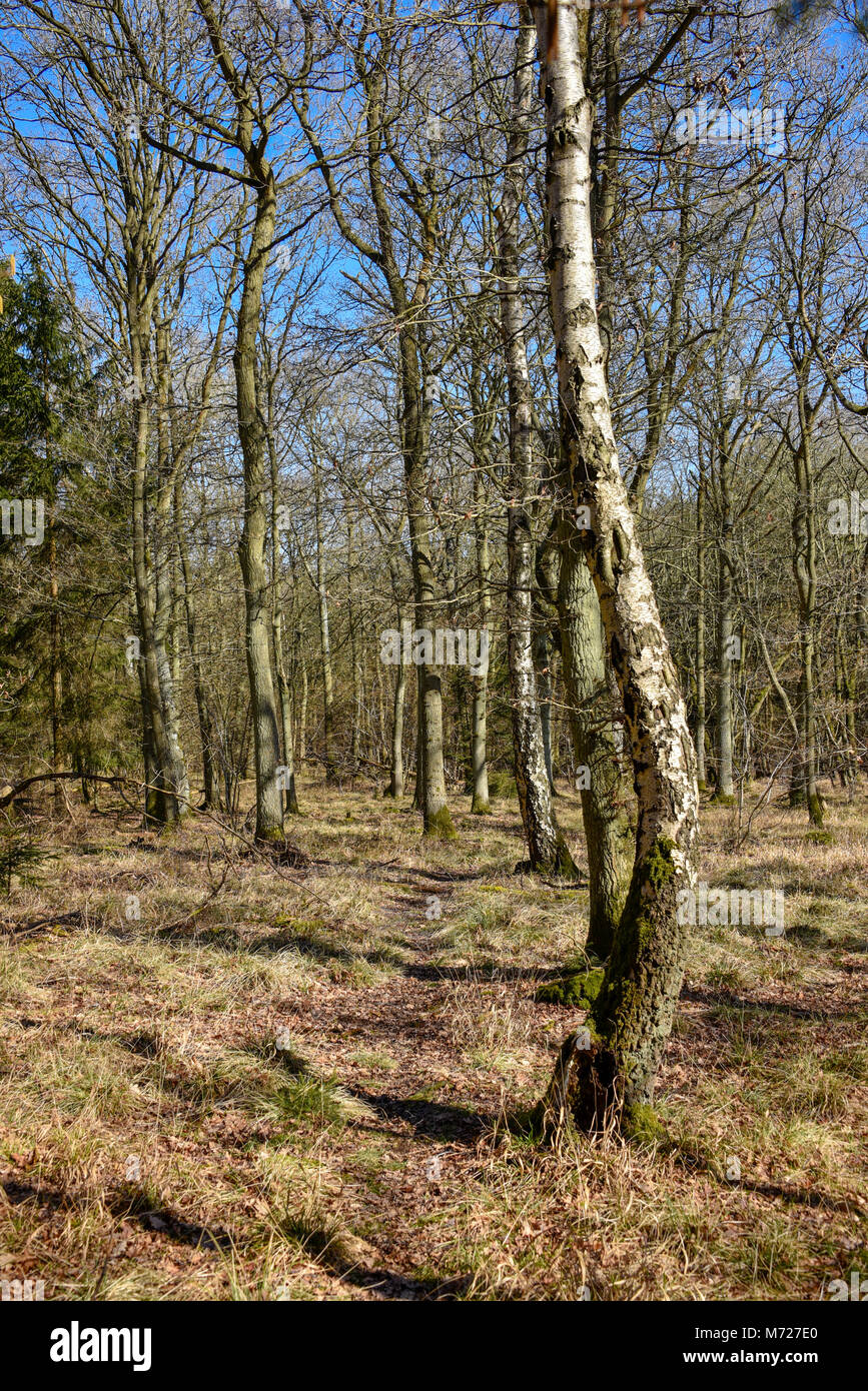 Curved tree trunk with knot hi-res stock photography and images - Alamy