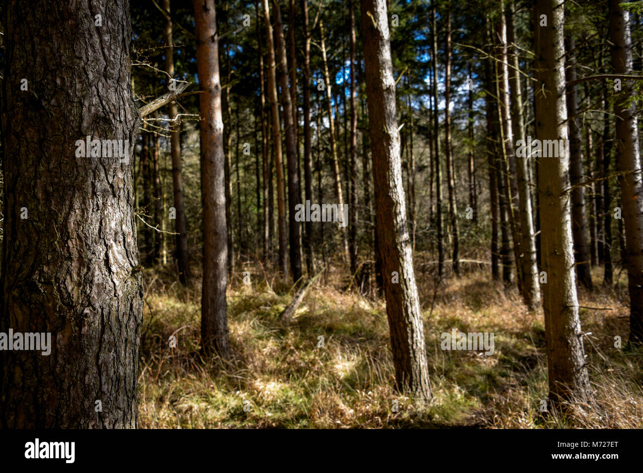 Natural Woodland Environment. Bernwood Forest. UK Stock Photo - Alamy