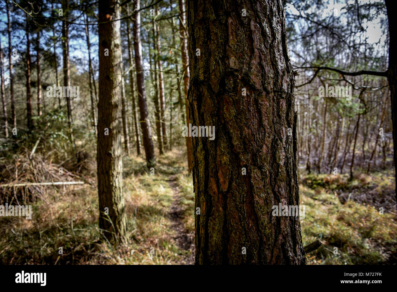 Natural Woodland Environment. Bernwood Forest. UK Stock Photo - Alamy