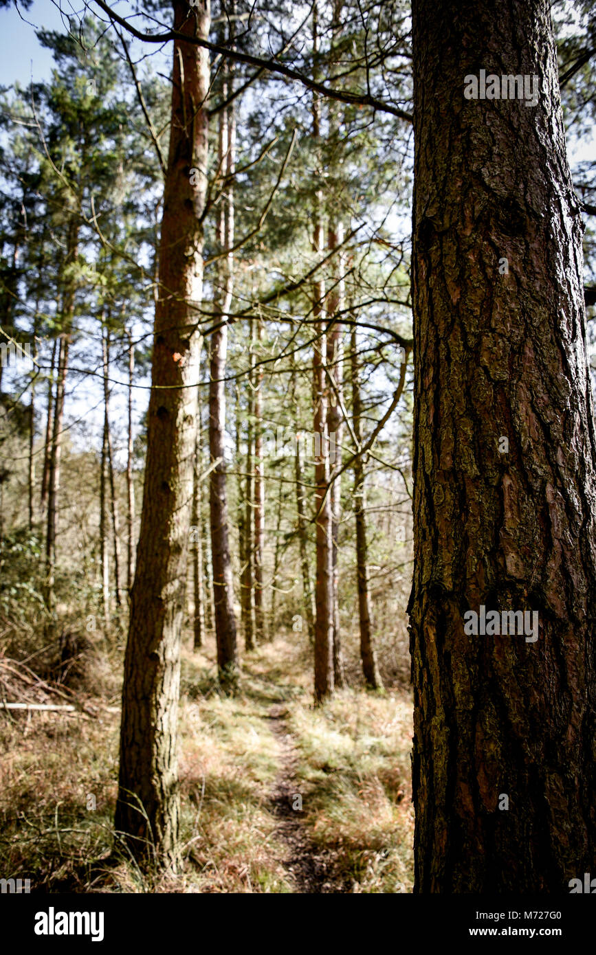 Forestry canopy with blue sky - Natural Woodland Environment. Bernwood ...