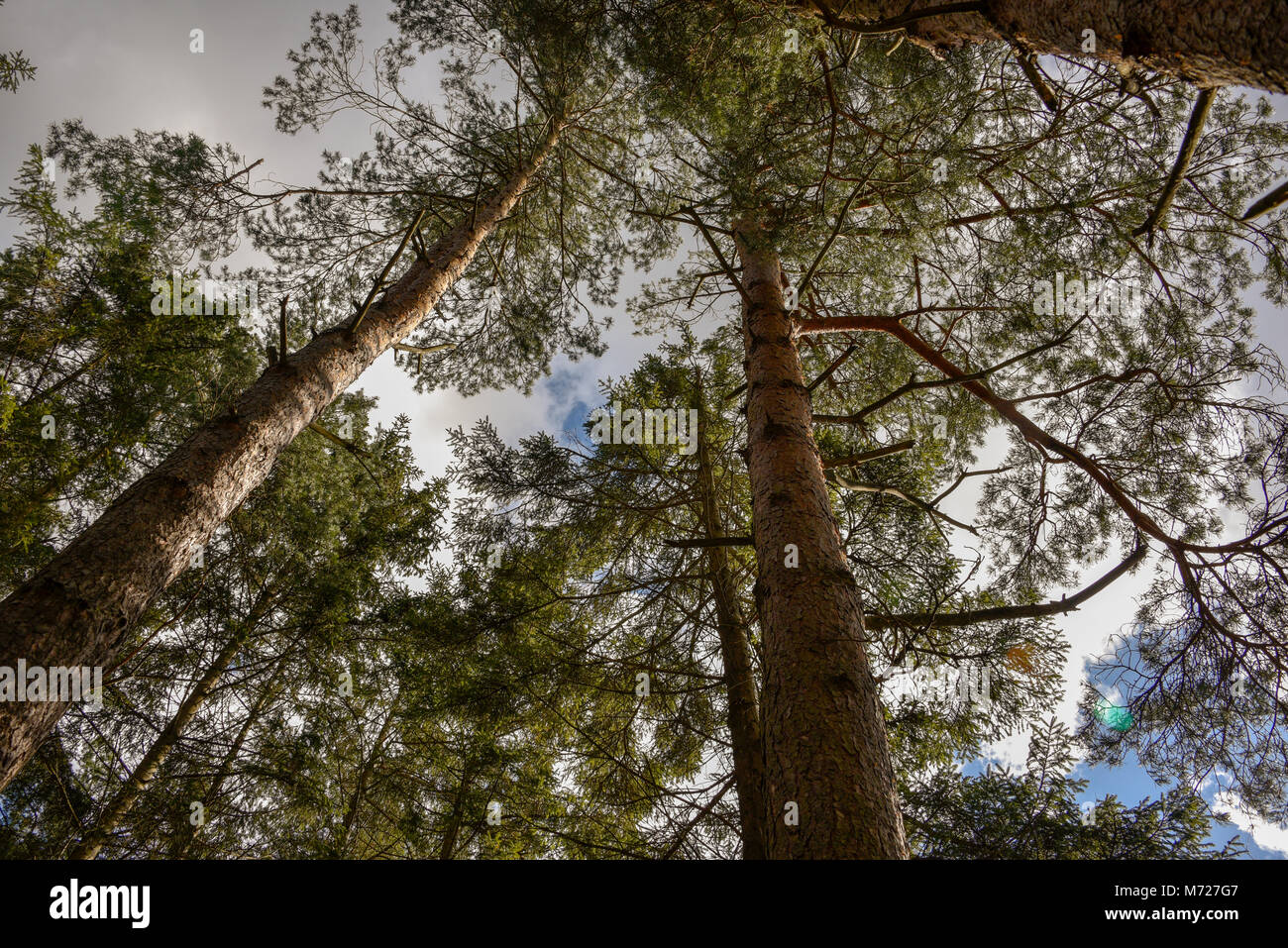 Forestry canopy with blue sky - Natural Woodland Environment. Bernwood Forest. UK Stock Photo ...