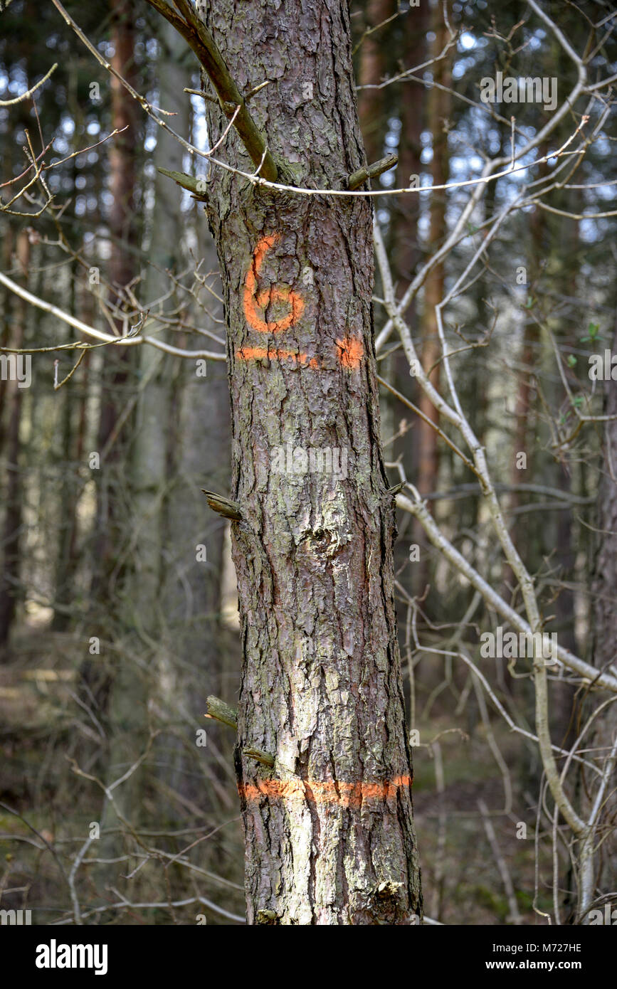Natural Woodland Environment. Bernwood Forest. UK Stock Photo - Alamy