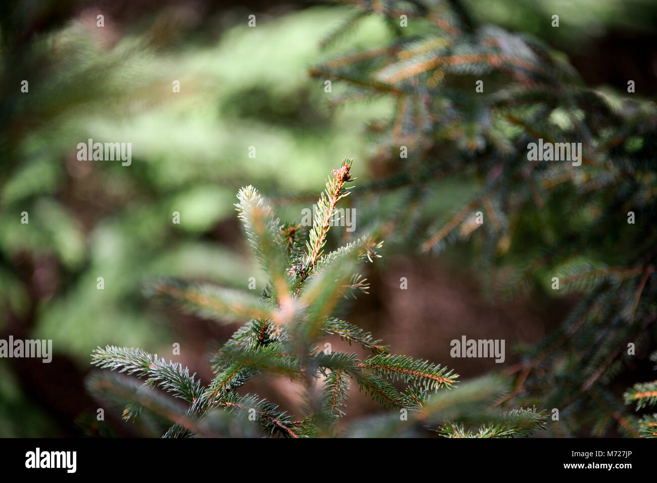 Natural Woodland Environment. Bernwood Forest. UK Stock Photo - Alamy