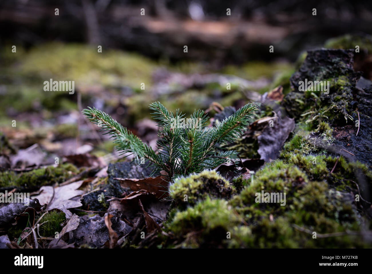 A pine tree sapling growing through dead leaves and moss on woodland ...