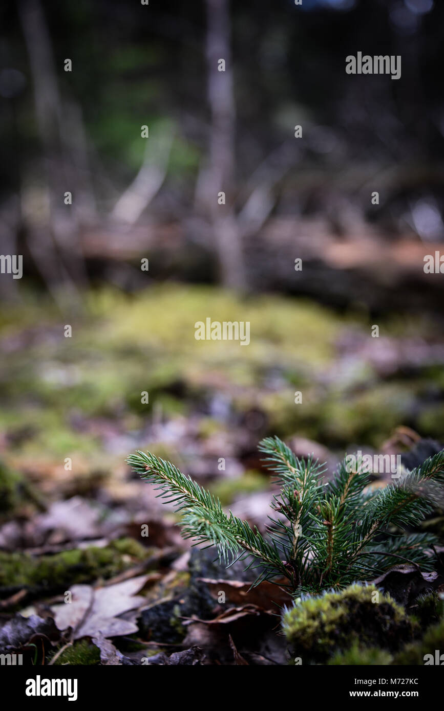 Ash sapling trees hi-res stock photography and images - Alamy