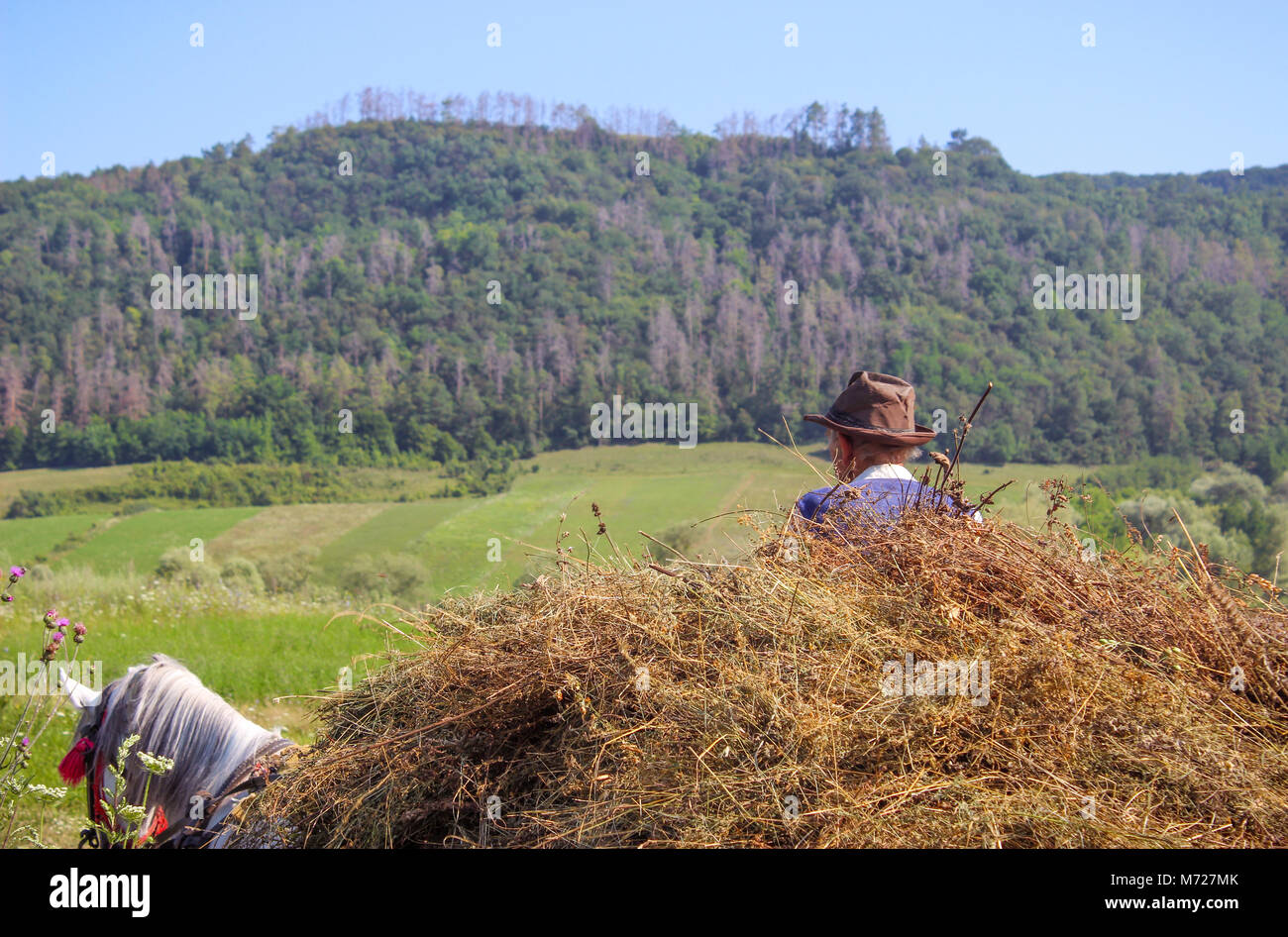 Carrying Hay on Carriot, Traditional Farming Stock Photo - Alamy