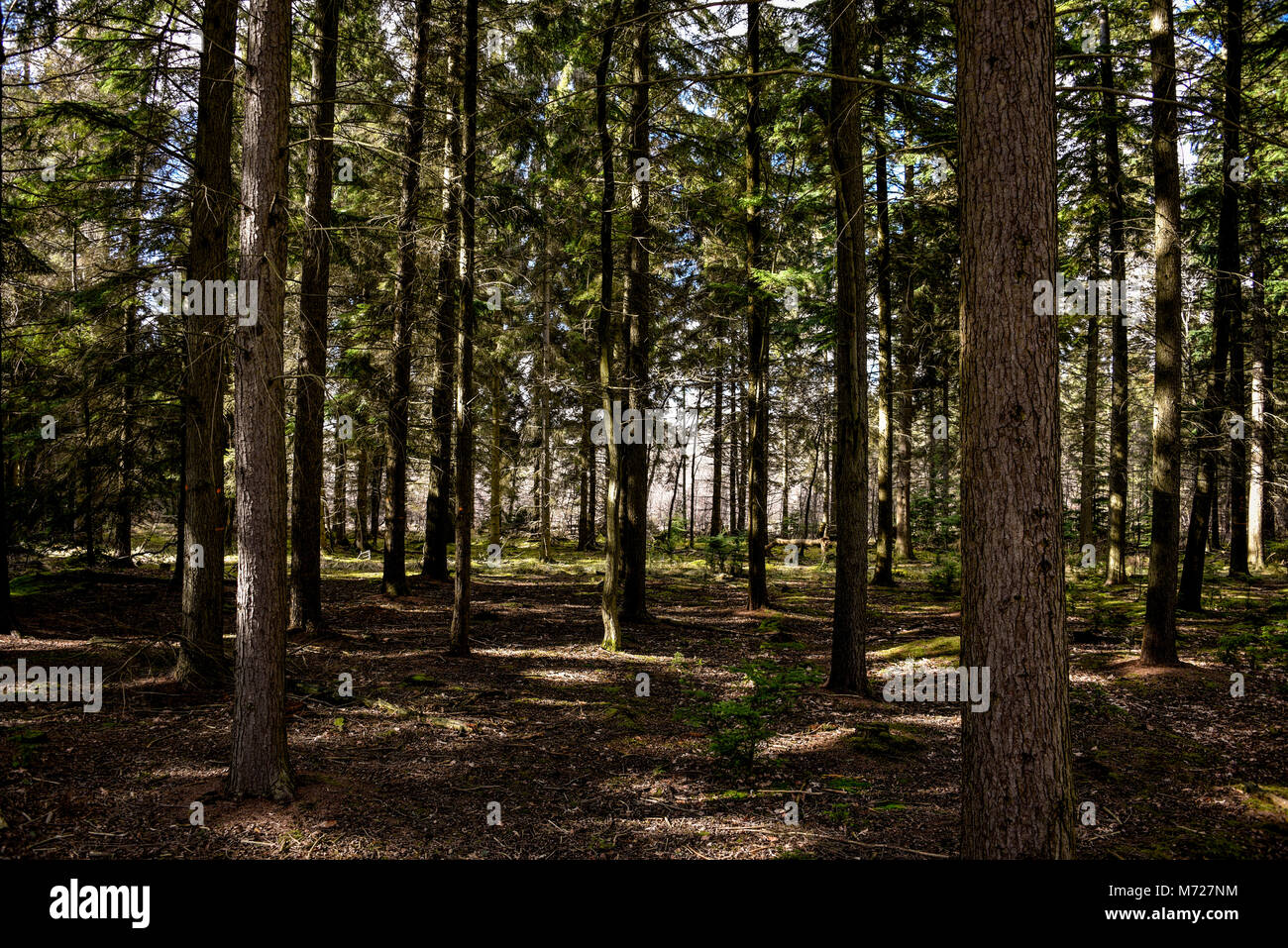 Natural Woodland Environment. Bernwood Forest. UK Stock Photo - Alamy