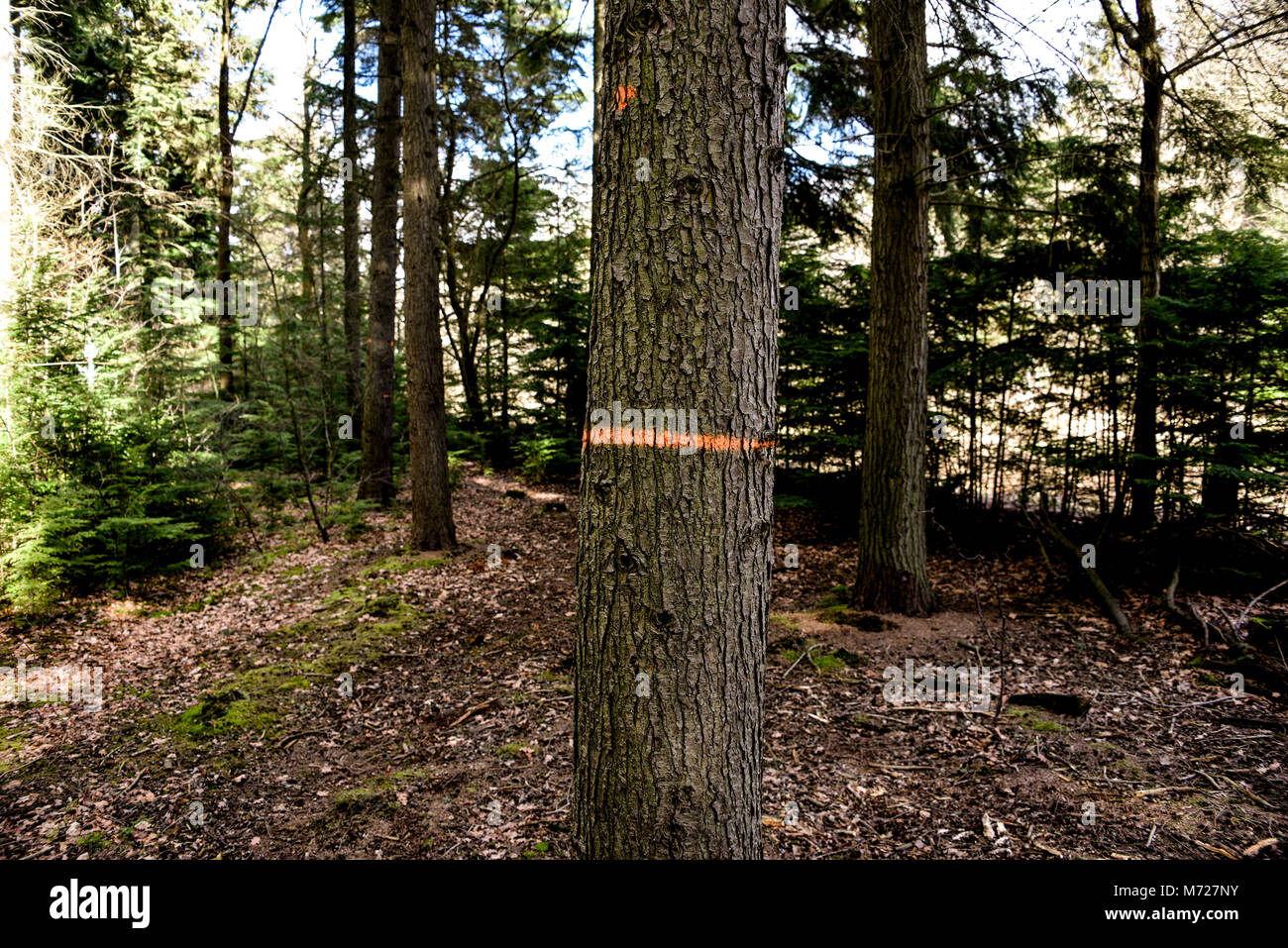 Forestry marking - Natural Woodland Environment. Bernwood Forest. UK ...