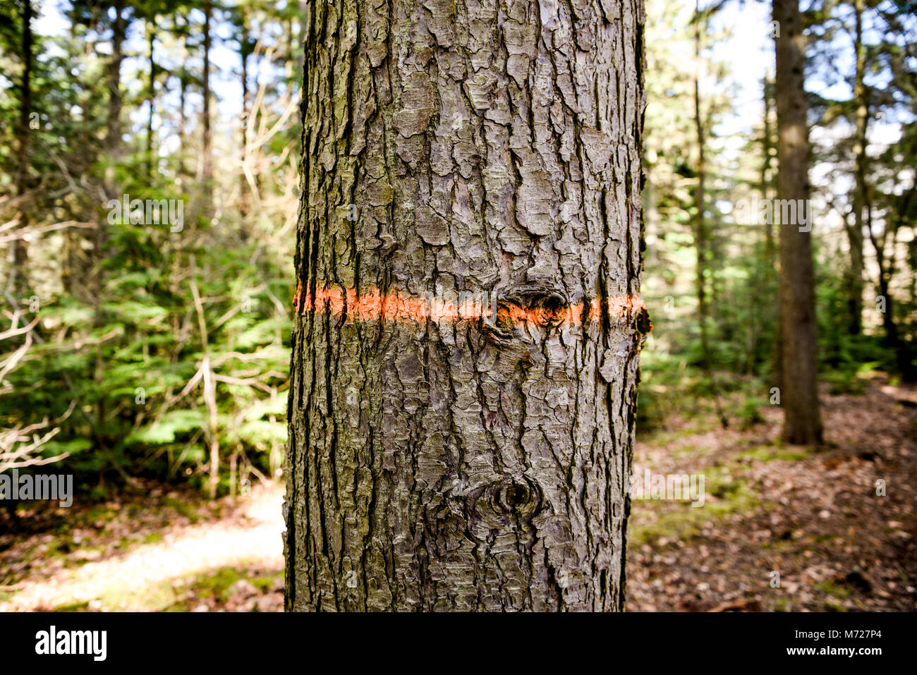 Forestry marking - Natural Woodland Environment. Bernwood Forest. UK ...
