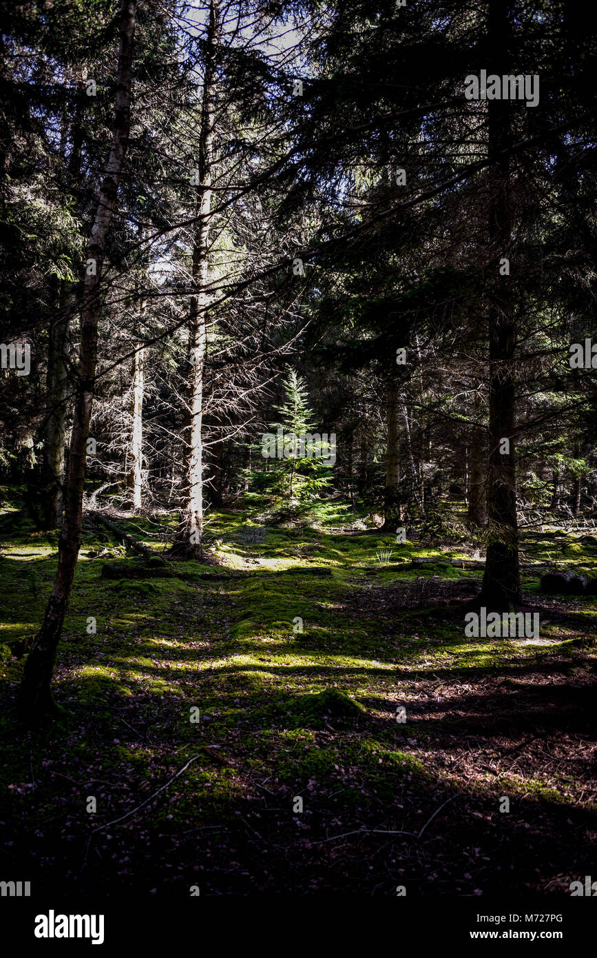Fallen tree with sunlight background - Natural Woodland Environment ...