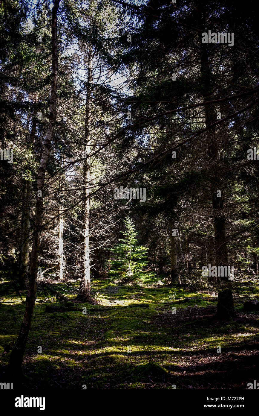 Fallen tree with sunlight background - Natural Woodland Environment ...