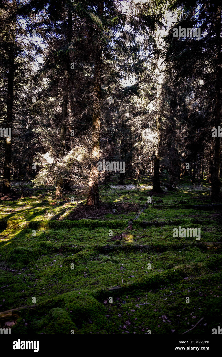 Fallen tree with sunlight background - Natural Woodland Environment ...
