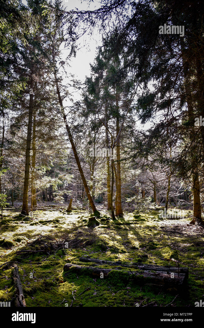 Fallen tree with sunlight background - Natural Woodland Environment ...
