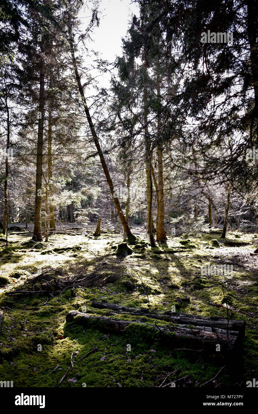 Fallen tree with sunlight background - Natural Woodland Environment ...