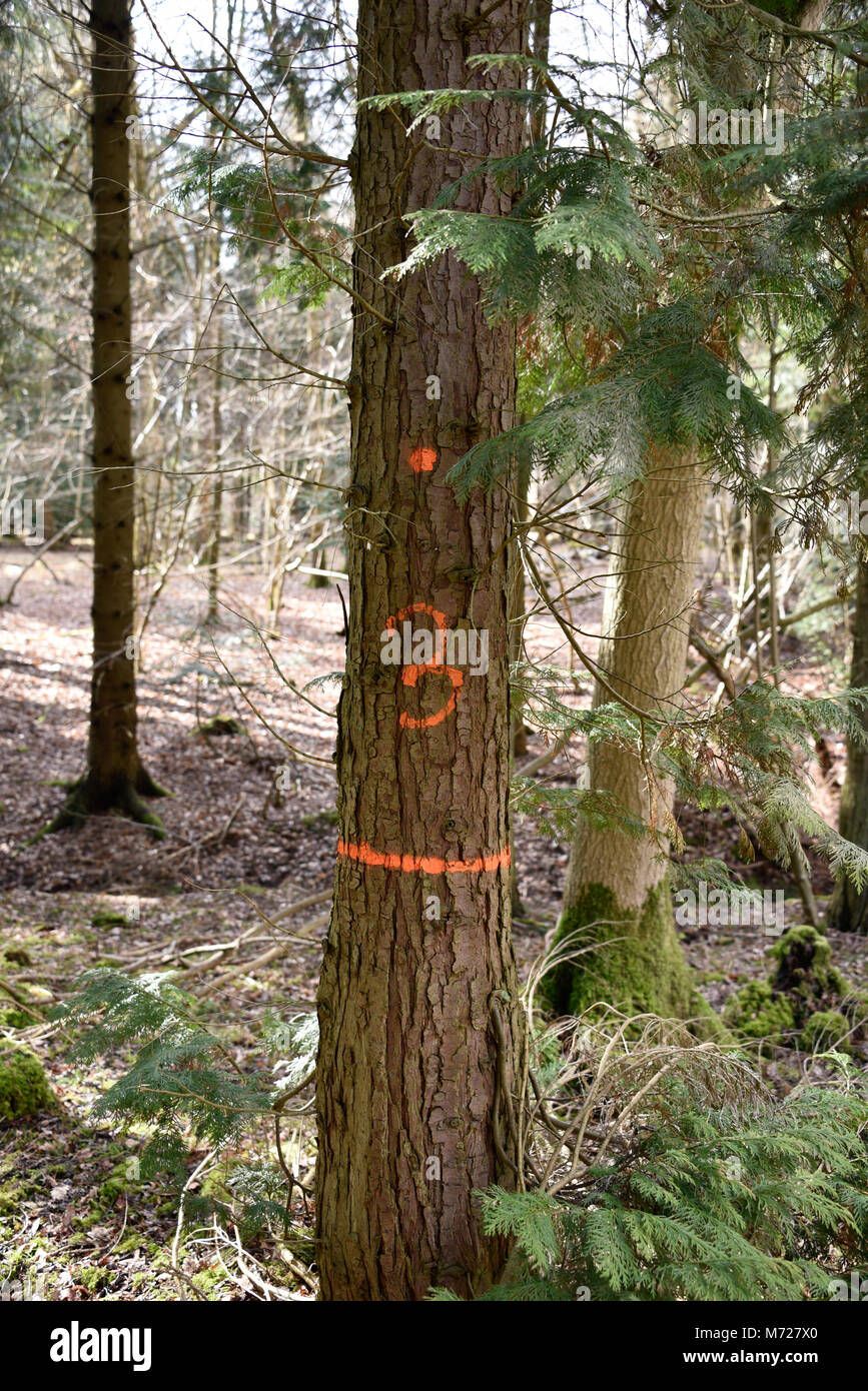 Tree Markings Stock Photos & Tree Markings Stock Images - Alamy