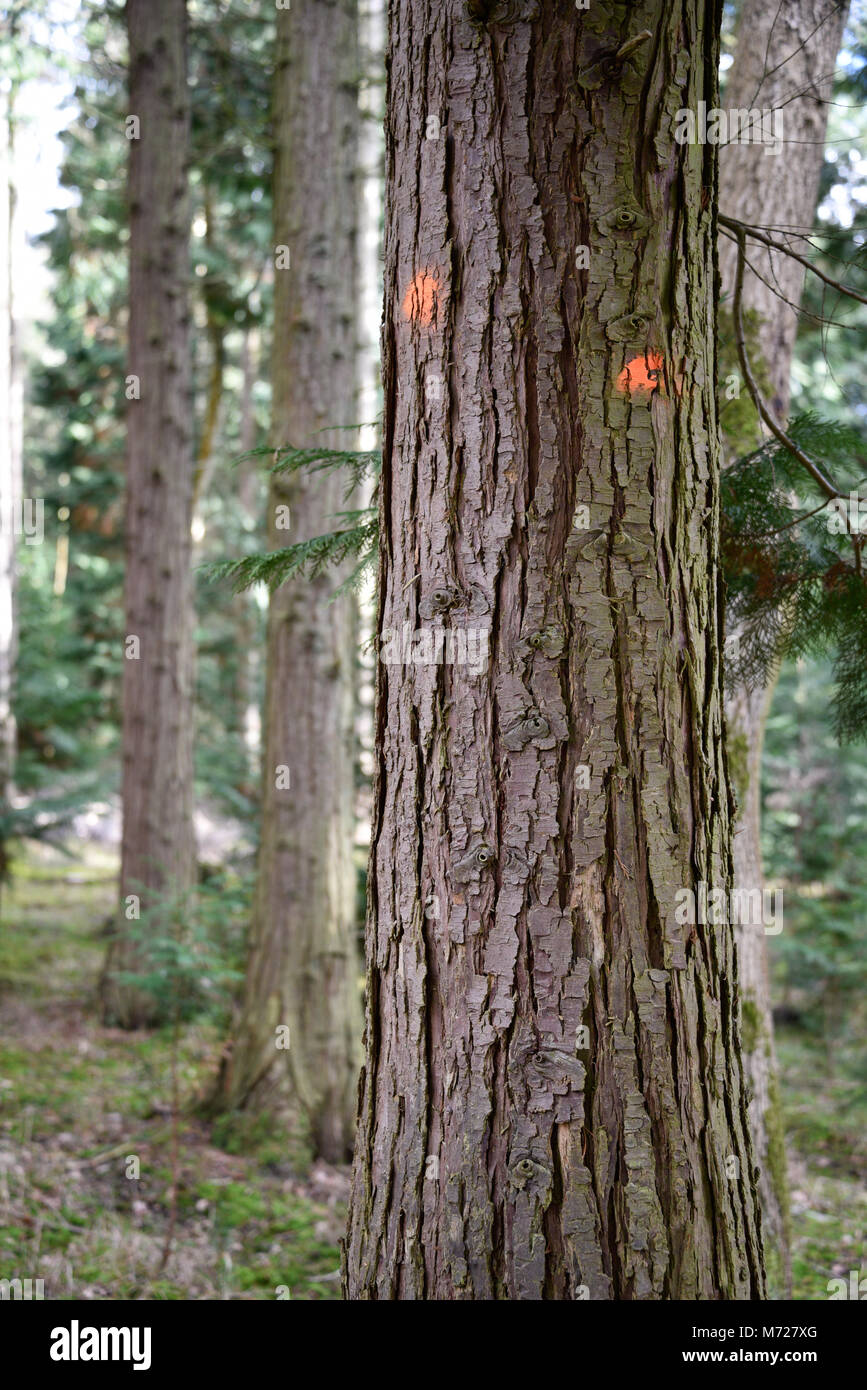 Tree markings - Natural Woodland Environment. Bernwood Forest. UK Stock ...