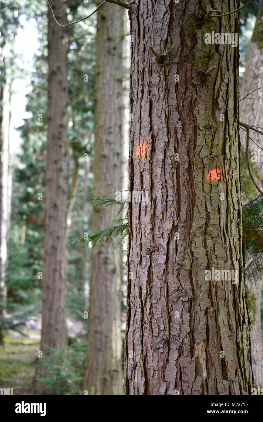 Tree Markings Stock Photos & Tree Markings Stock Images - Alamy