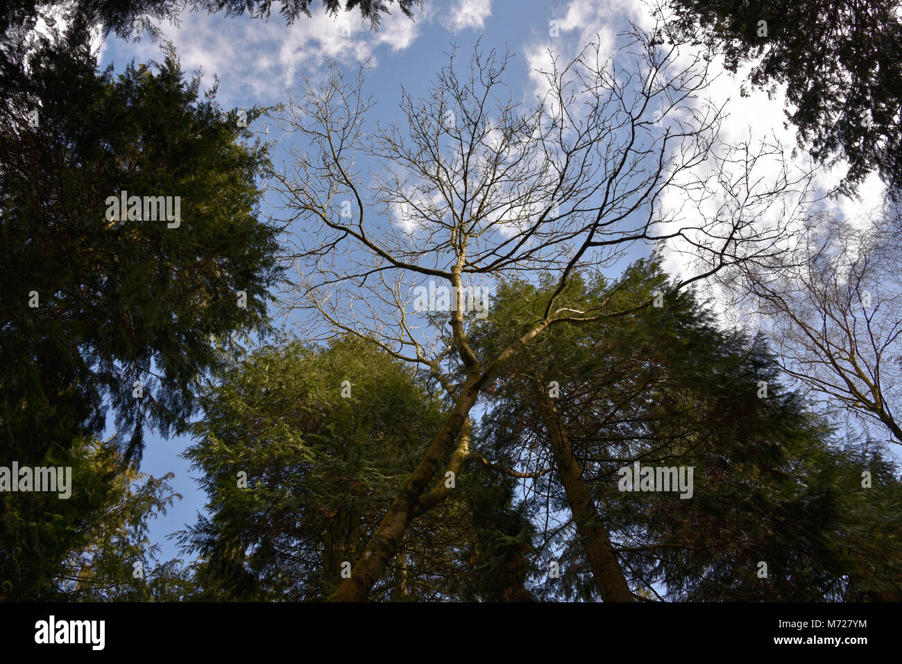 Blue sky through tree canopy - Natural Woodland Environment. Bernwood ...