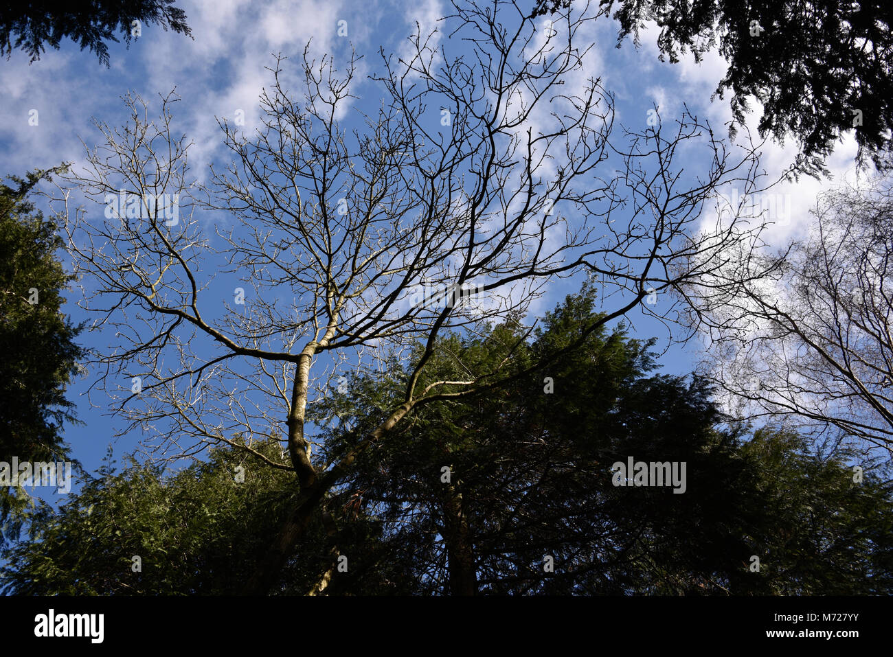 Blue sky through tree canopy - Natural Woodland Environment. Bernwood ...