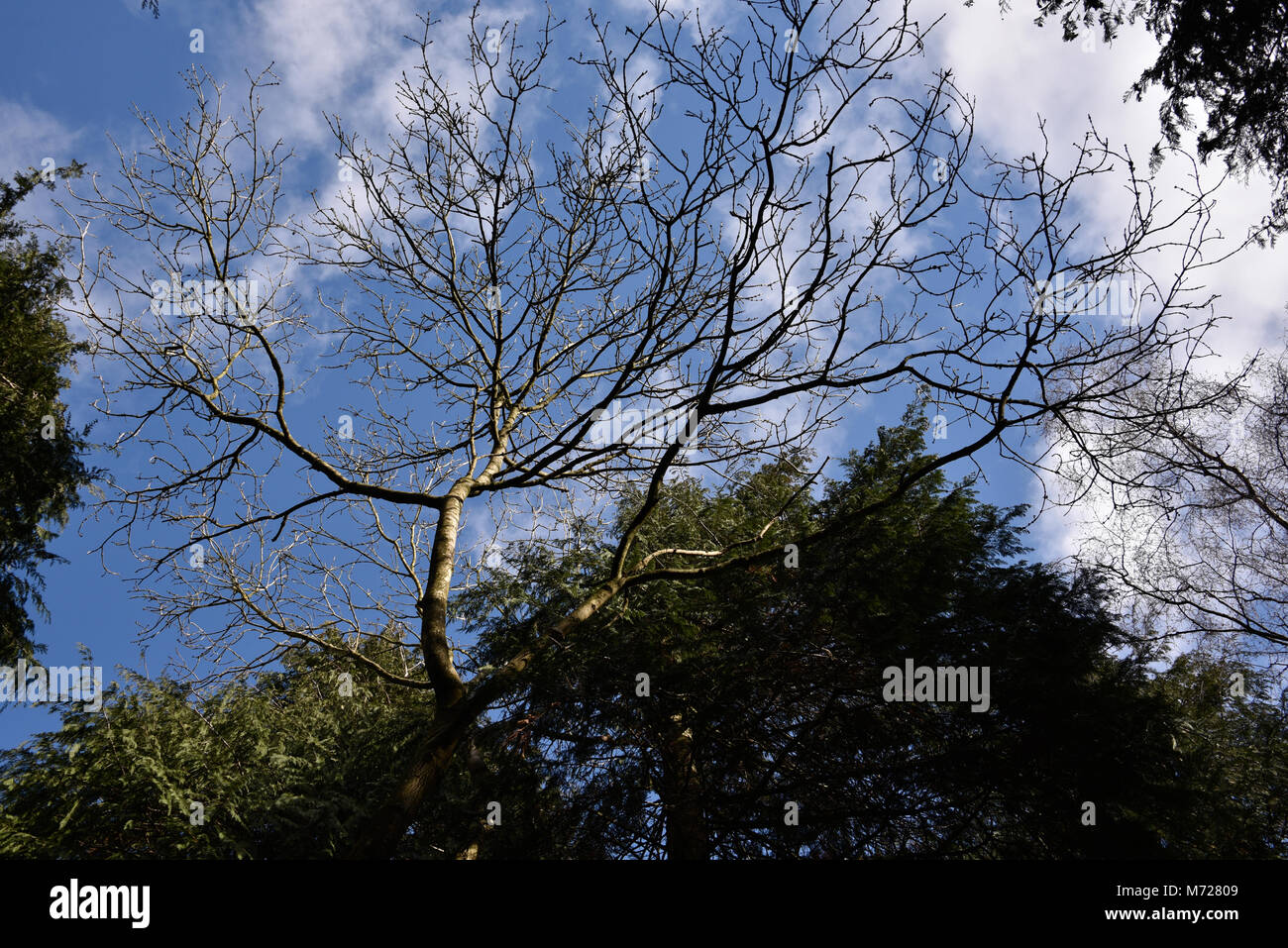 Blue sky through tree canopy - Natural Woodland Environment. Bernwood ...