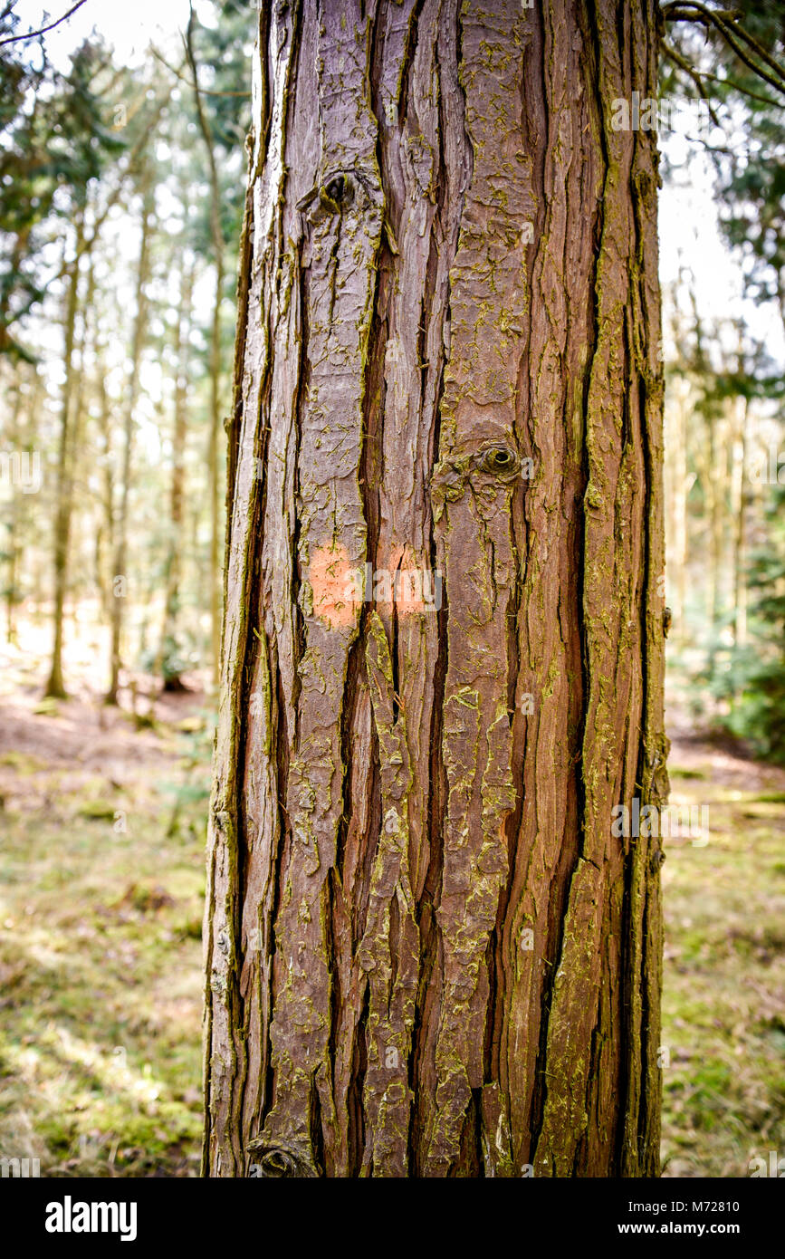 Forestry markings - Natural Woodland Environment. Bernwood Forest. UK ...