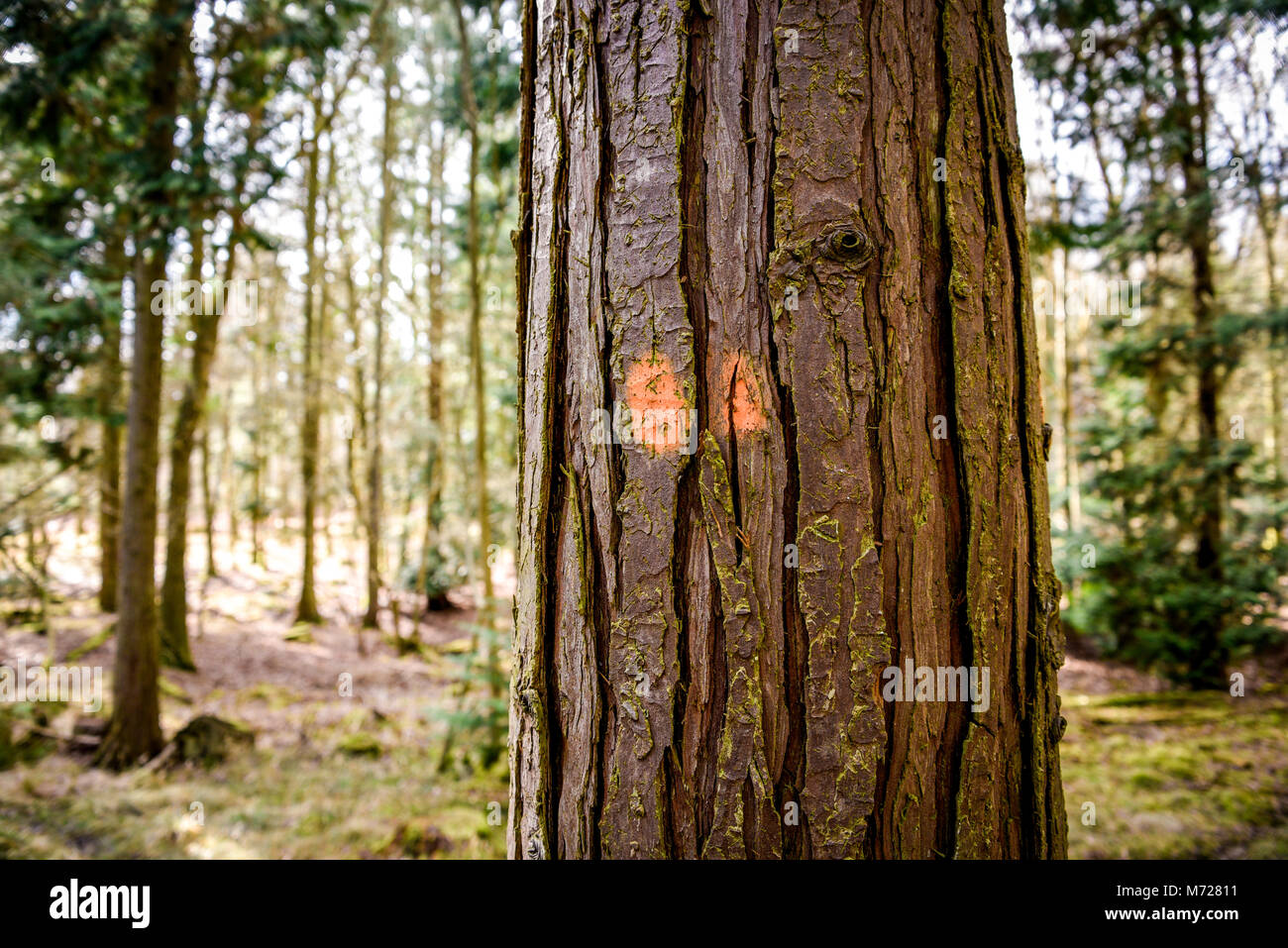 Forestry markings - Natural Woodland Environment. Bernwood Forest. UK ...