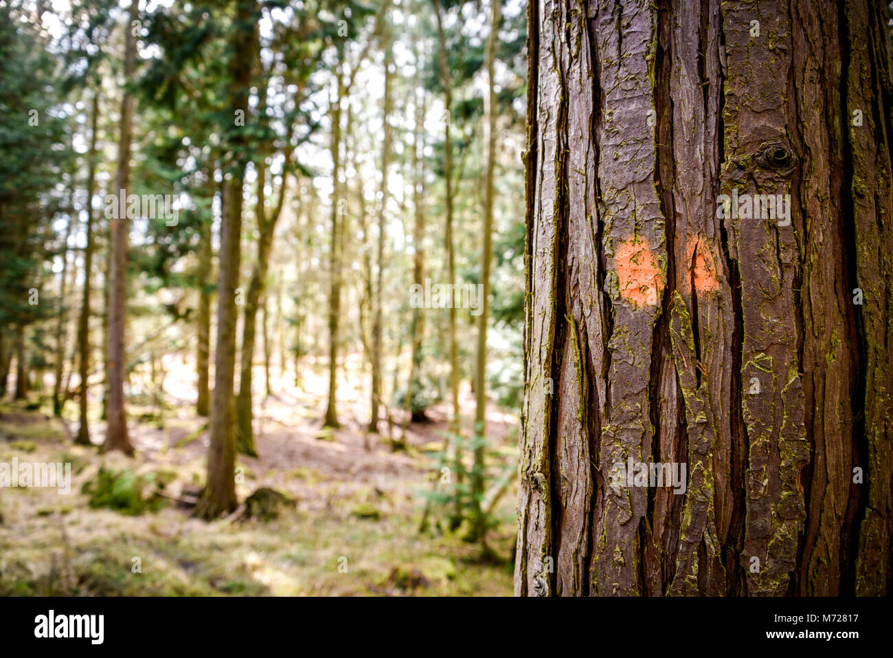 Forestry markings - Natural Woodland Environment. Bernwood Forest. UK ...
