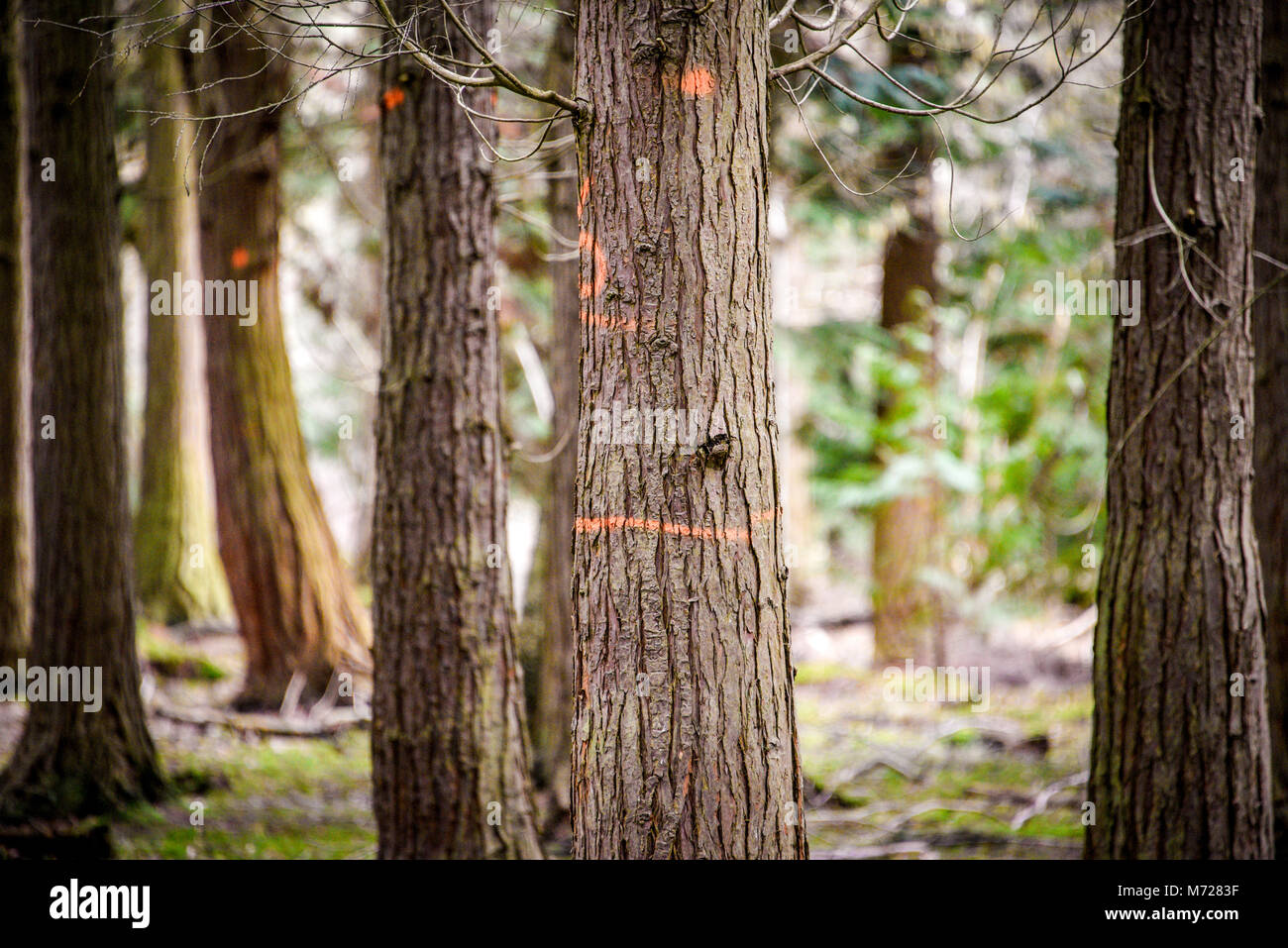 Forestry markings on a tree - Natural Woodland Environment. Bernwood ...