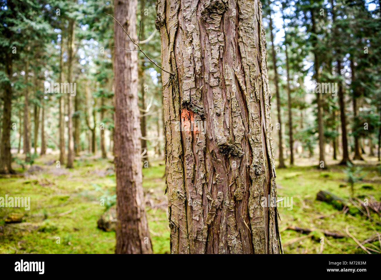 Forestry markings on a tree - Natural Woodland Environment. Bernwood ...