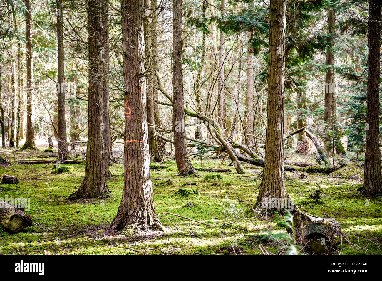 A fallen Pine tree in a Natural Woodland Environment. Bernwood Forest ...