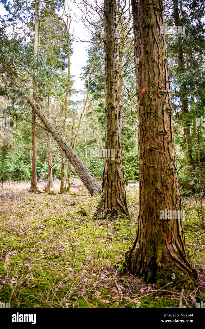 A fallen Pine tree in a Natural Woodland Environment. Bernwood Forest ...