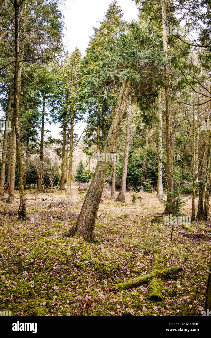 A fallen Pine tree in a Natural Woodland Environment. Bernwood Forest ...