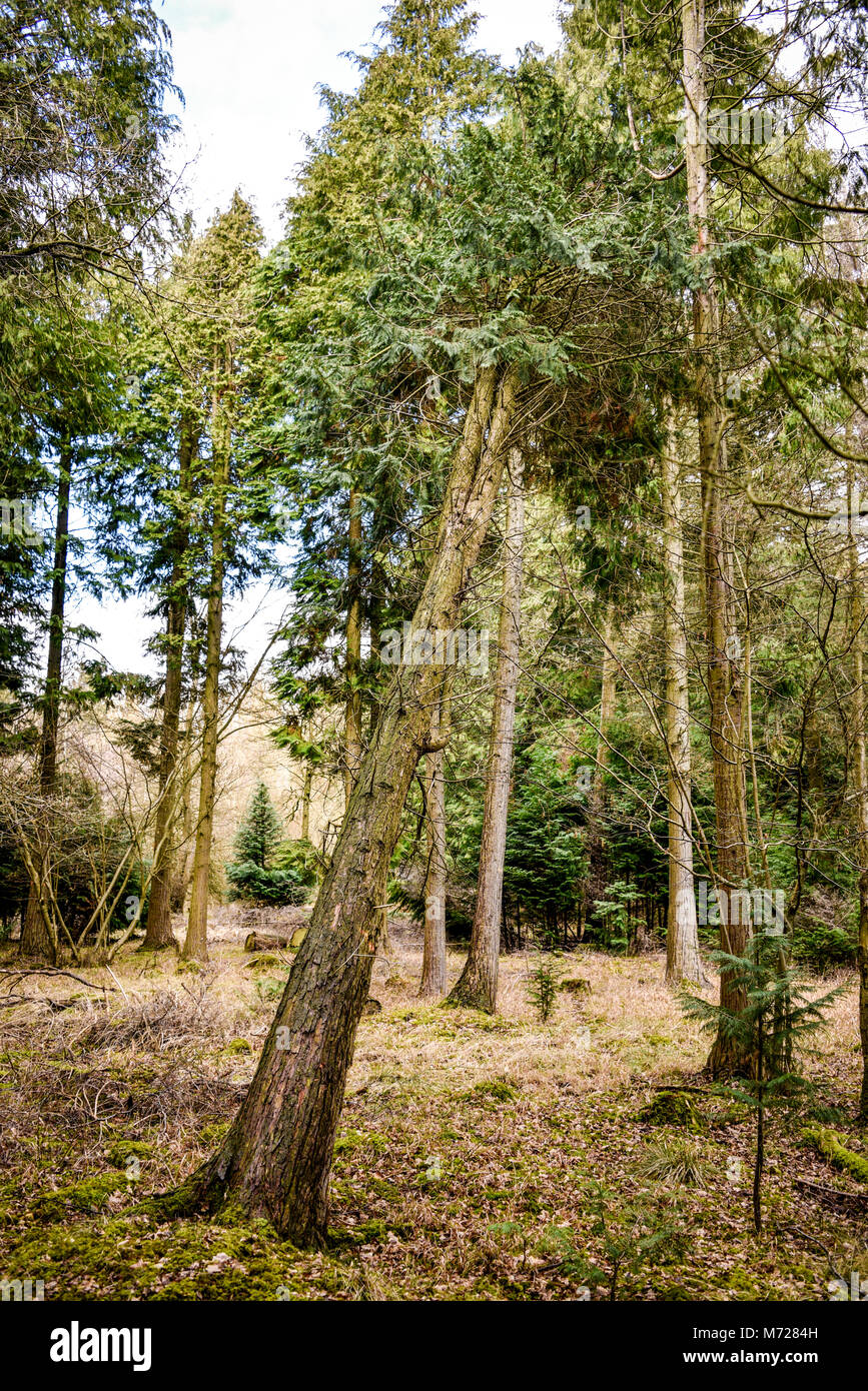 A fallen Pine tree in a Natural Woodland Environment. Bernwood Forest ...