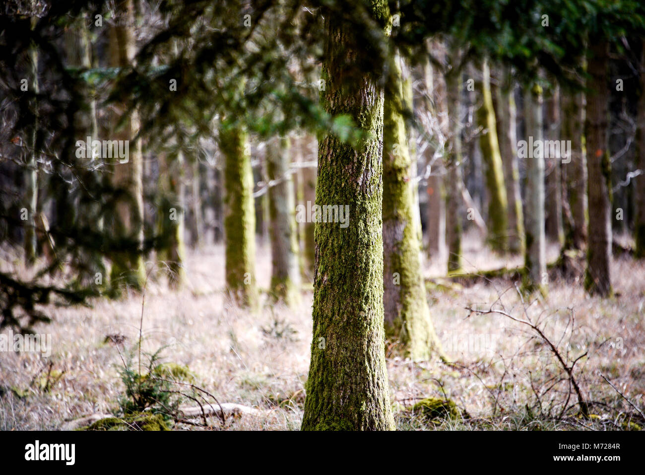 TrOak tree trunks with green moss - Natural Woodland Environment ...