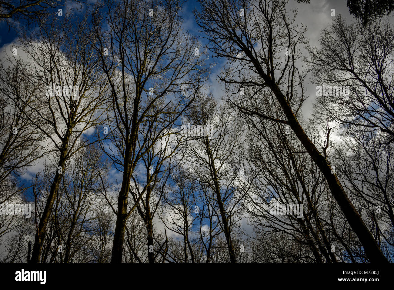 Blue sky through the tree canopy - Natural Woodland Environment ...