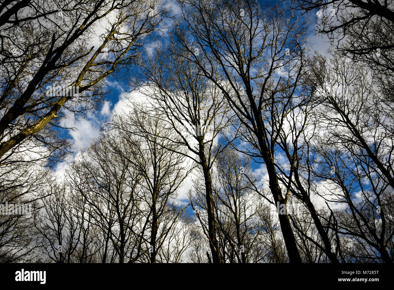 Blue sky through the tree canopy - Natural Woodland Environment ...