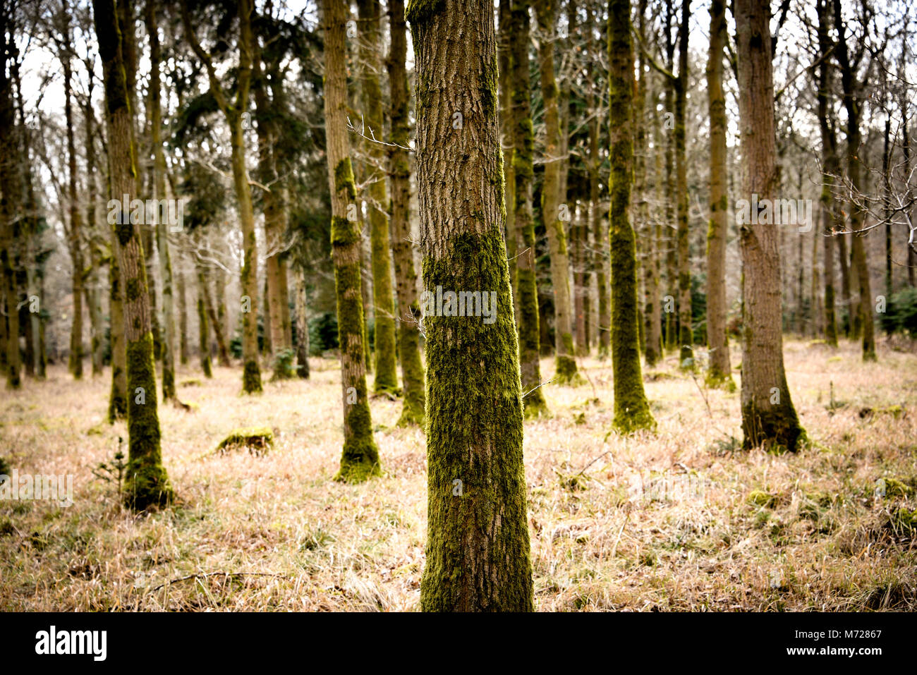 Green Moss growth on tree trunks. Natural Woodland Environment ...