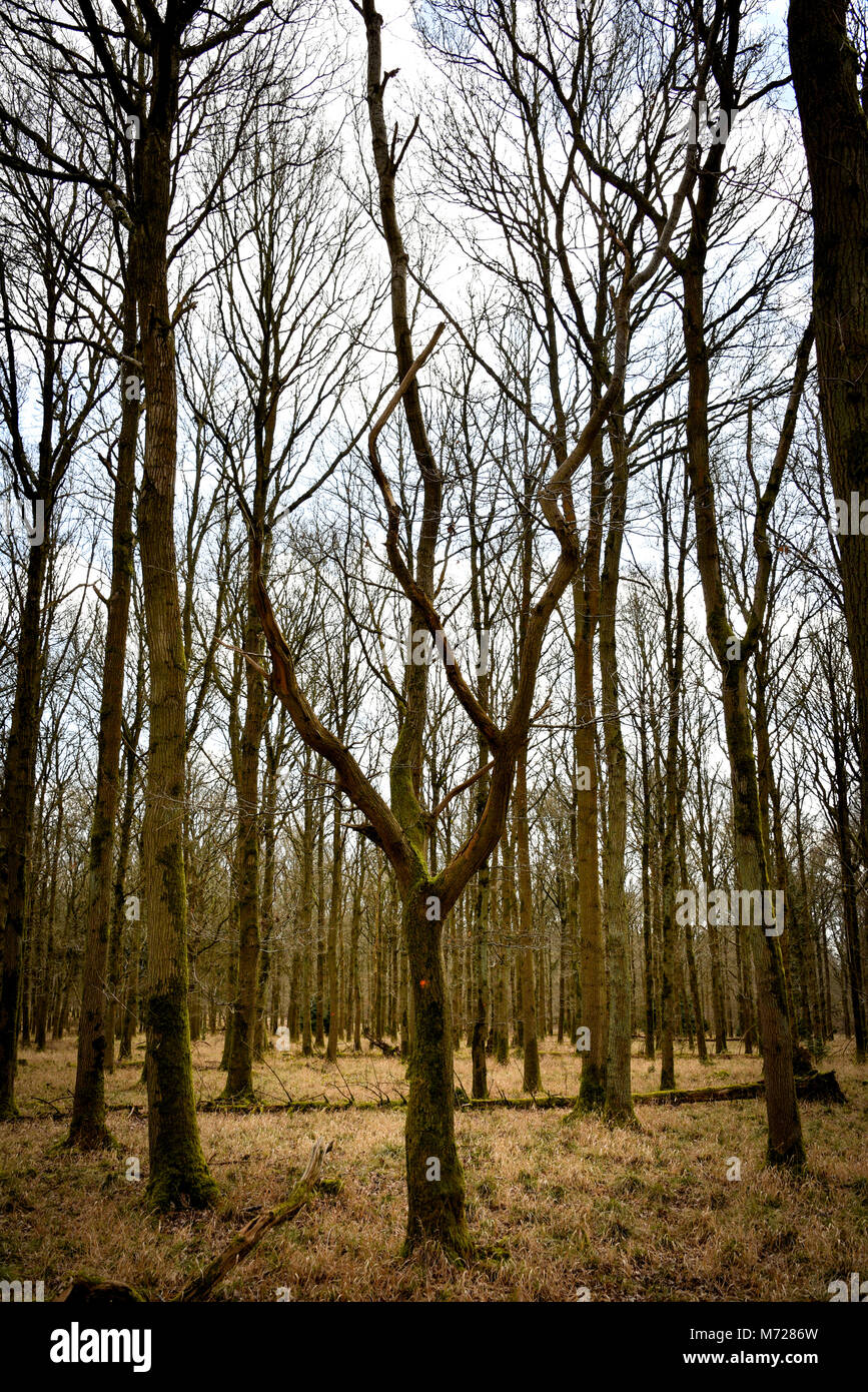 Old oak tree growing in a Natural Woodland Environment. Bernwood Forest ...